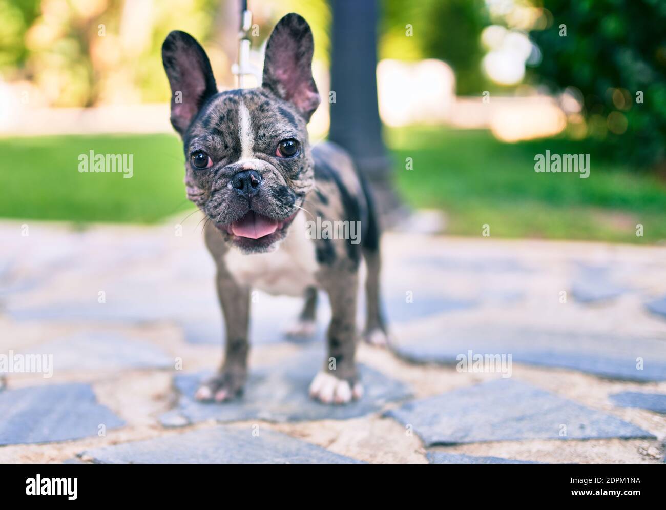 Beautiful puppy spotted french bulldog happy at the park outdoors Stock ...