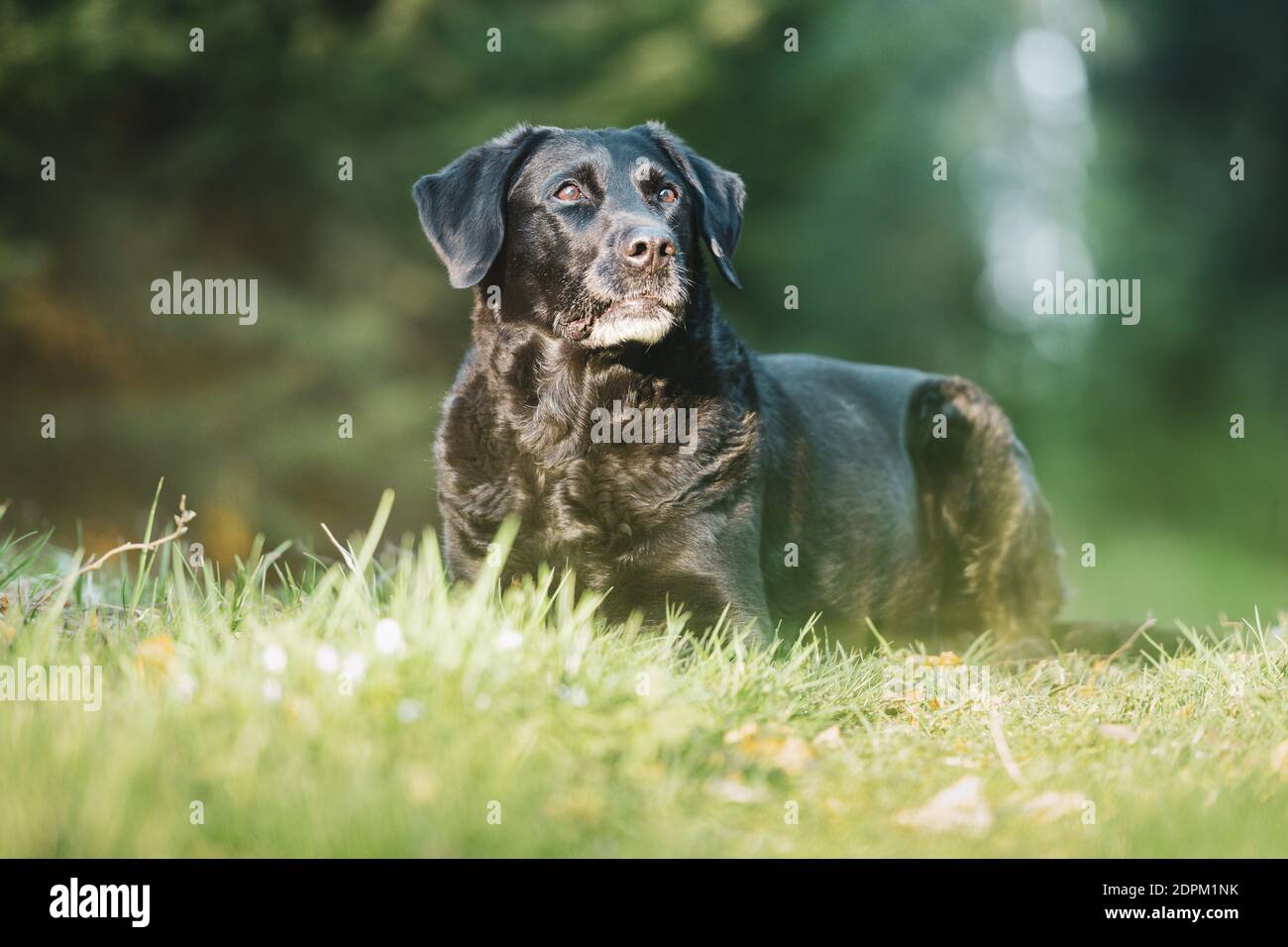 Is Labrador A Guard Dog