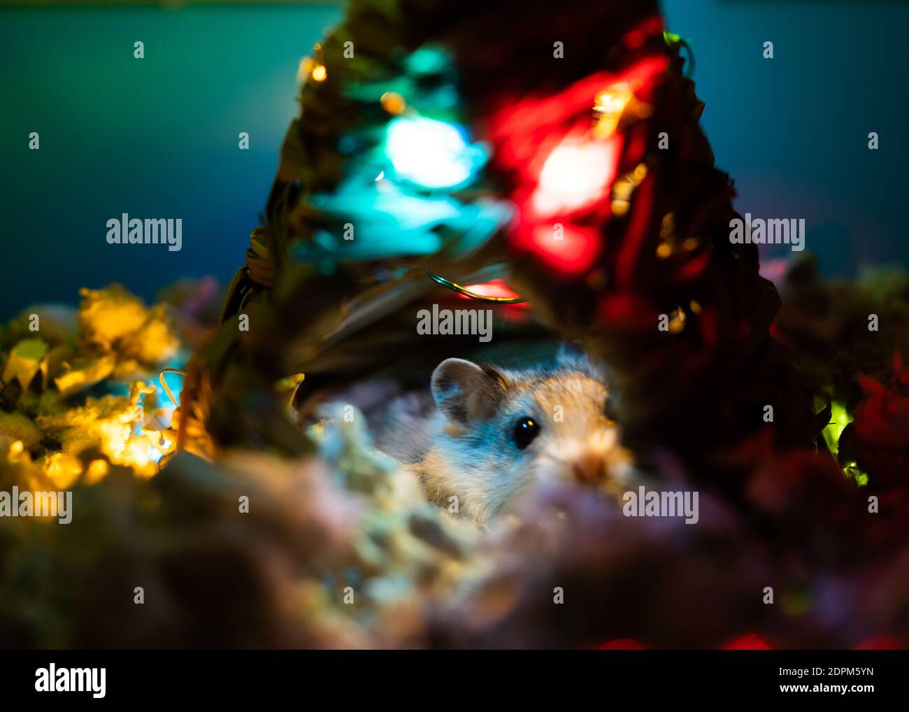 Hamster water hi-res stock photography and images - Alamy