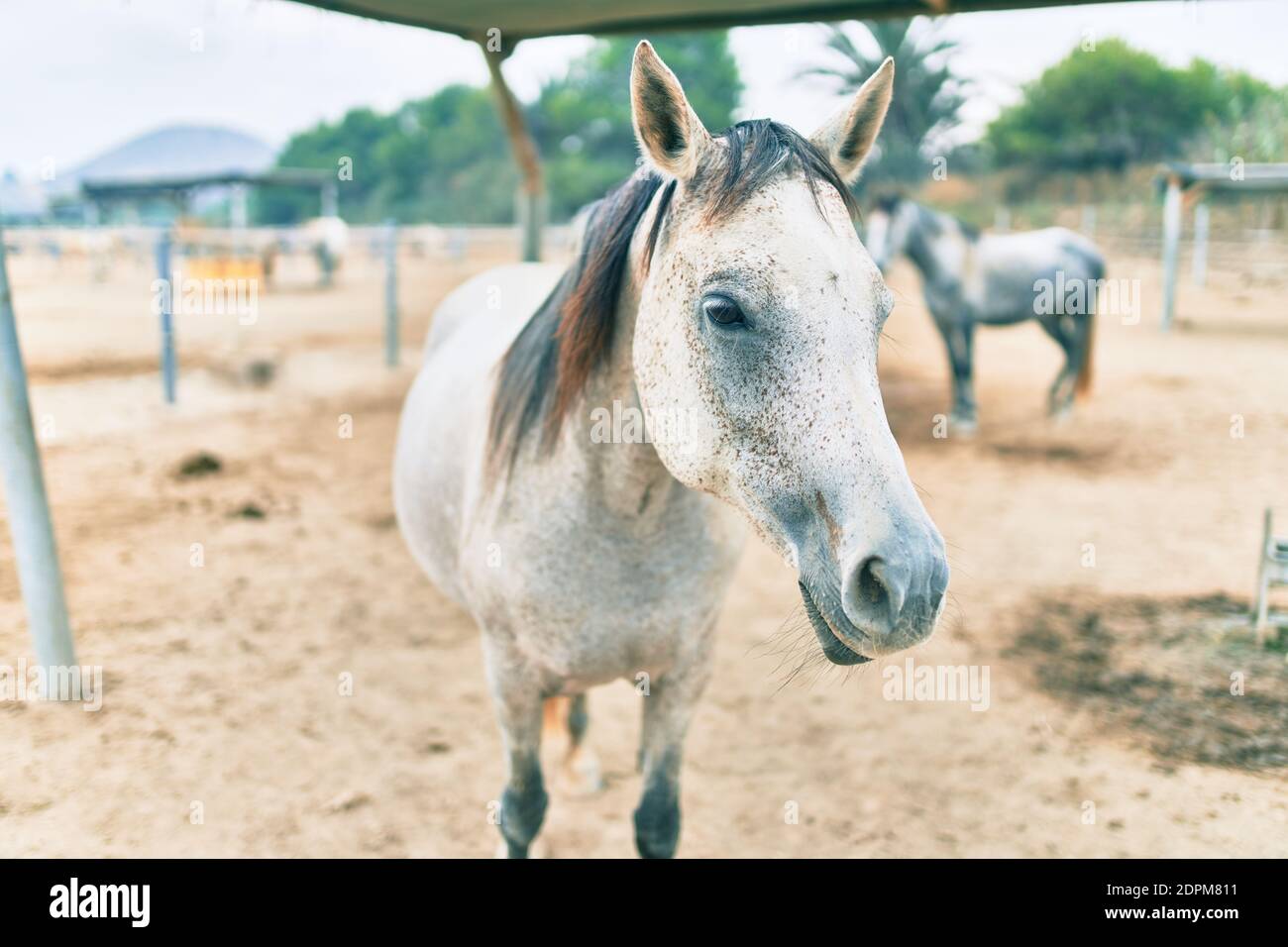 Adorable horse at the farm Stock Photo - Alamy