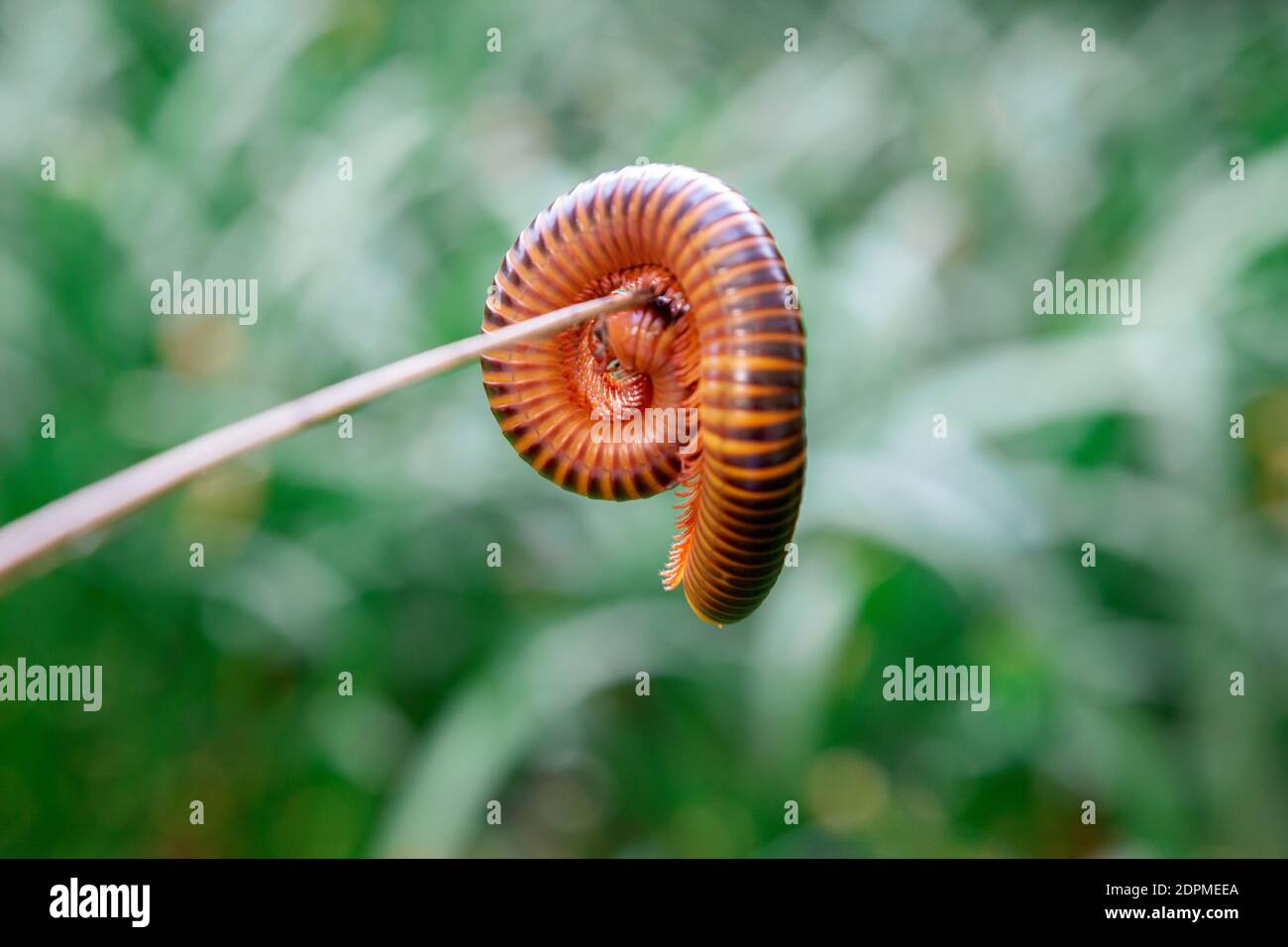 Millipede coil hi-res stock photography and images - Alamy