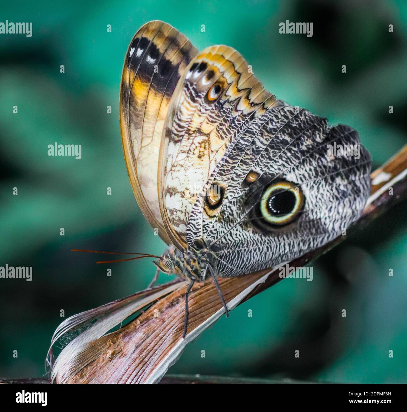 Butterfly with eye markings hi-res stock photography and images - Alamy
