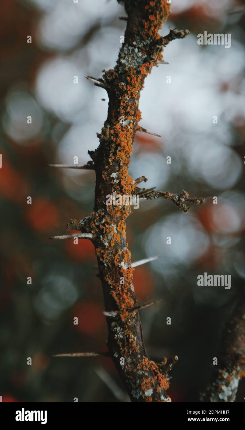 Spikes On Tree Trunk High Resolution Stock Photography and Images - Alamy