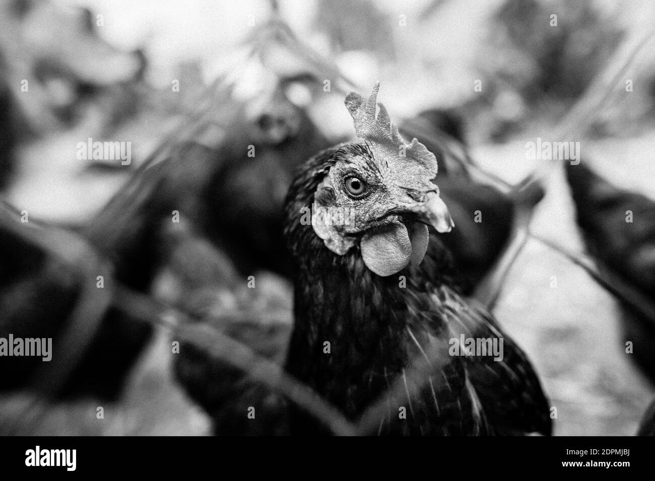 Angry looking bird hi-res stock photography and images - Alamy