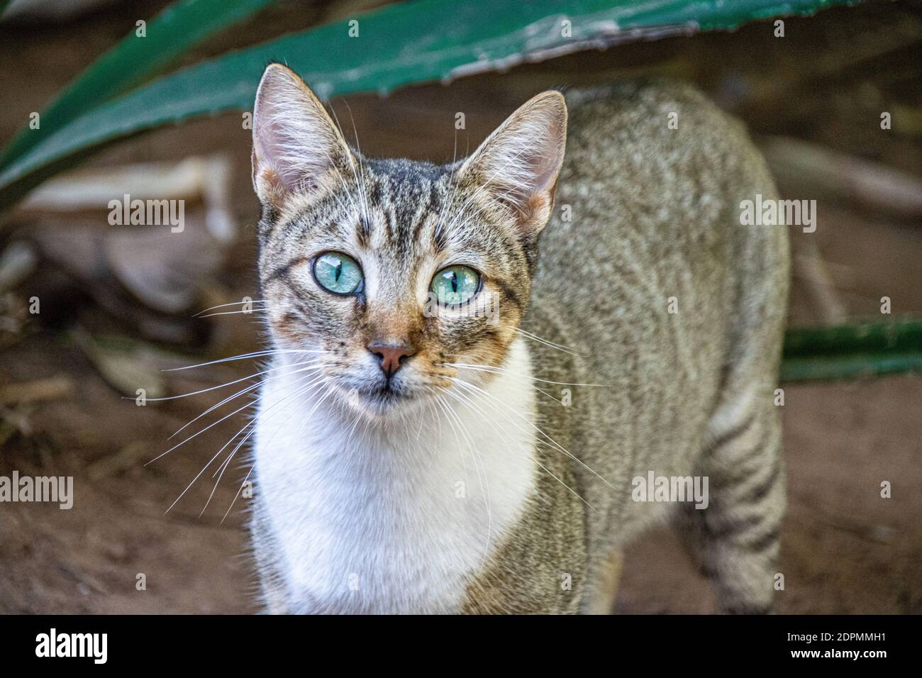 Tabby Cat Silhouette High Resolution Stock Photography and Images - Alamy