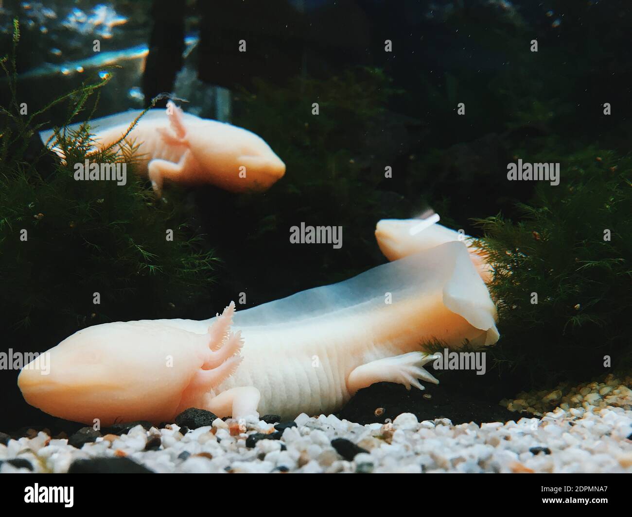 Animals axolotl hi-res stock photography and images - Alamy