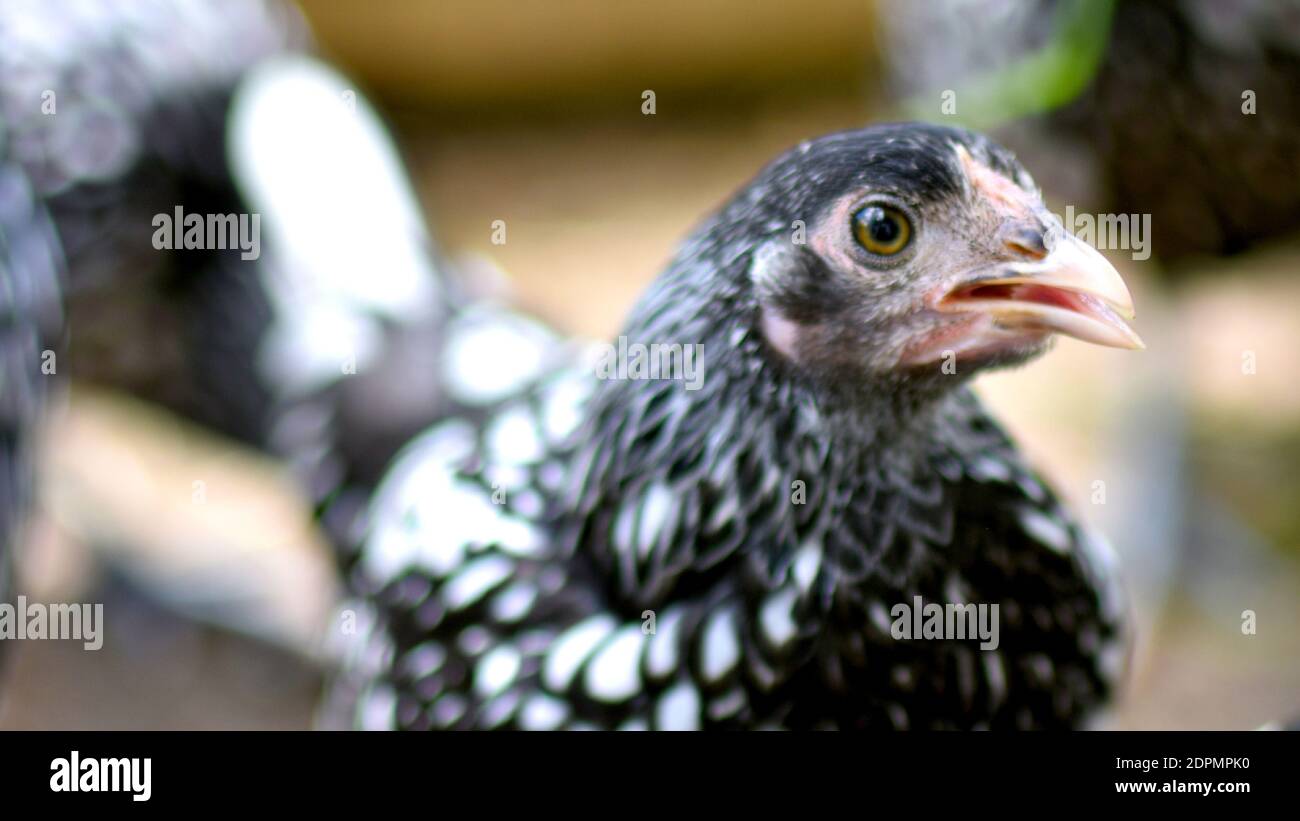Silver sebright chicken hi-res stock photography and images - Alamy