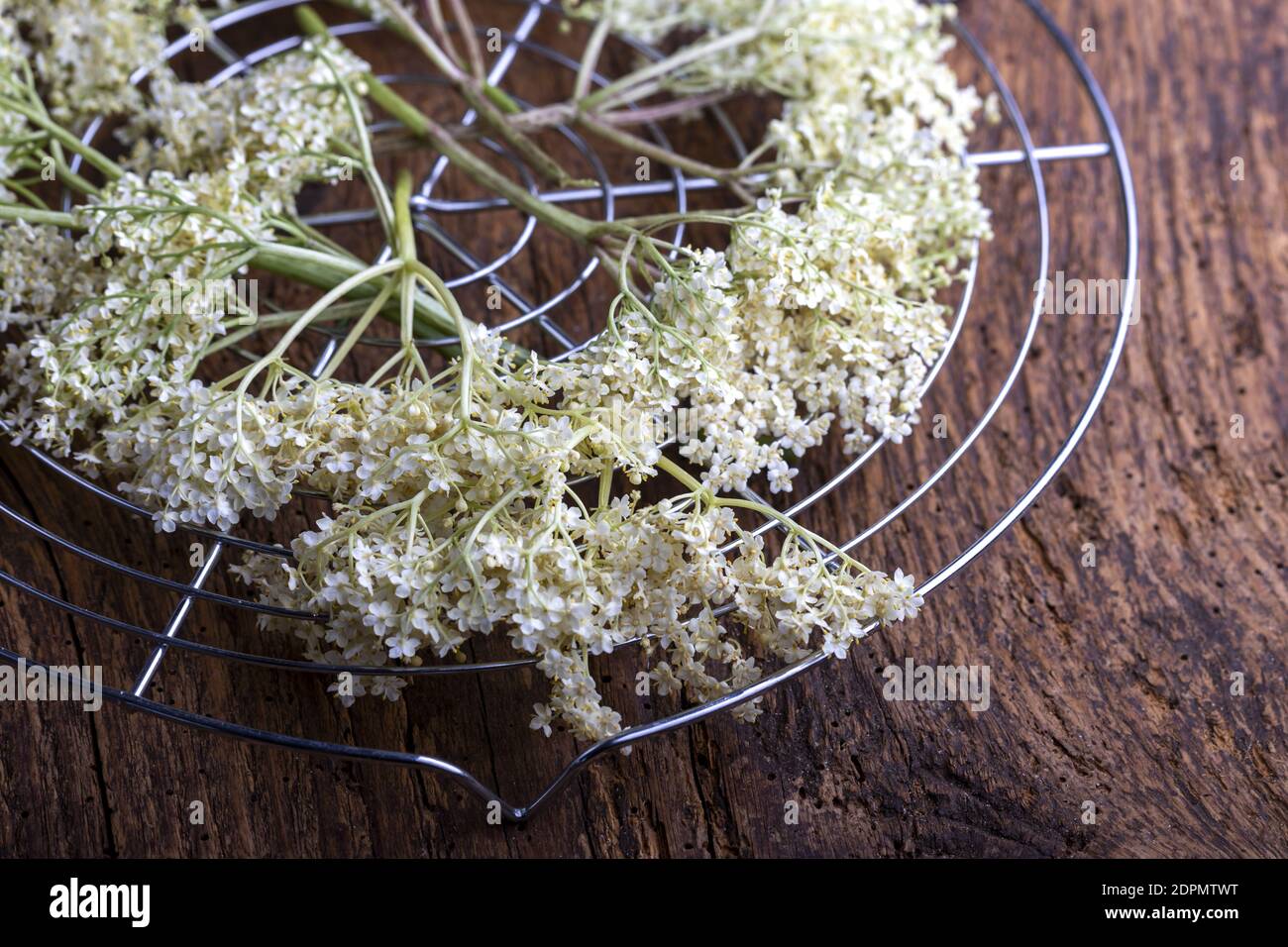 Hollunder hi-res stock photography and images - Alamy