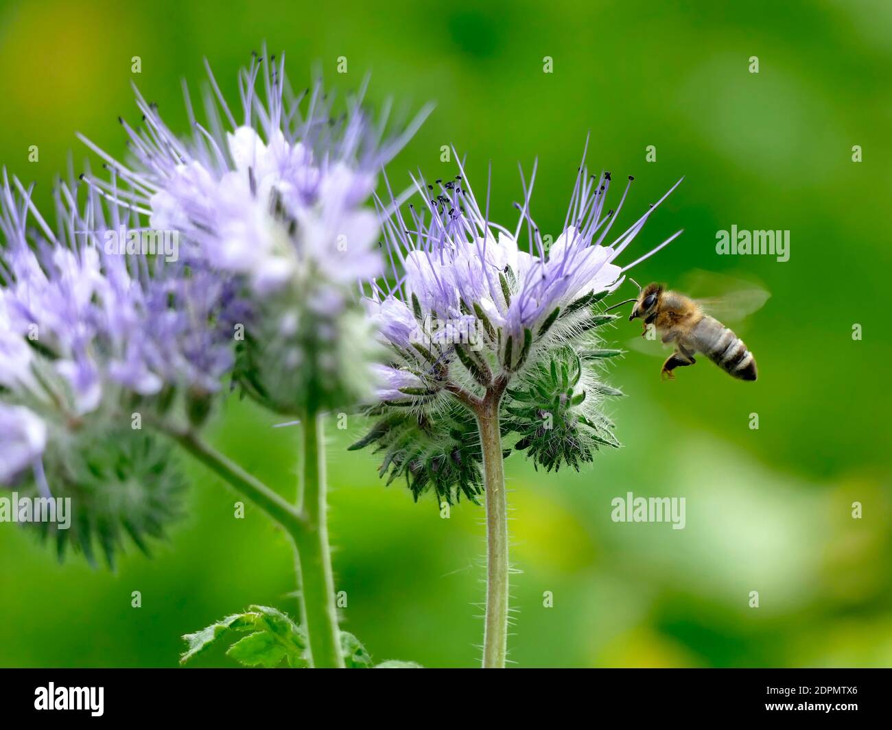 Bee flying scorpionweed hi-res stock photography and images - Alamy