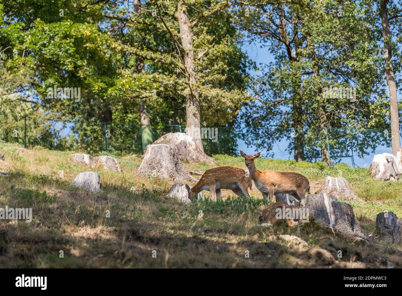 Female Doe Animals In The Meadow - Deer Calf Stock Photo - Alamy