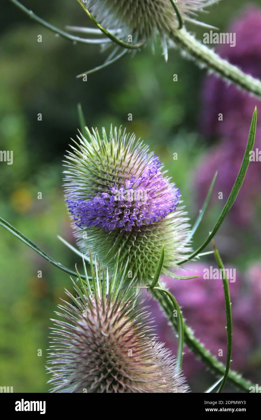 Kaffeesaure hi-res stock photography and images - Alamy