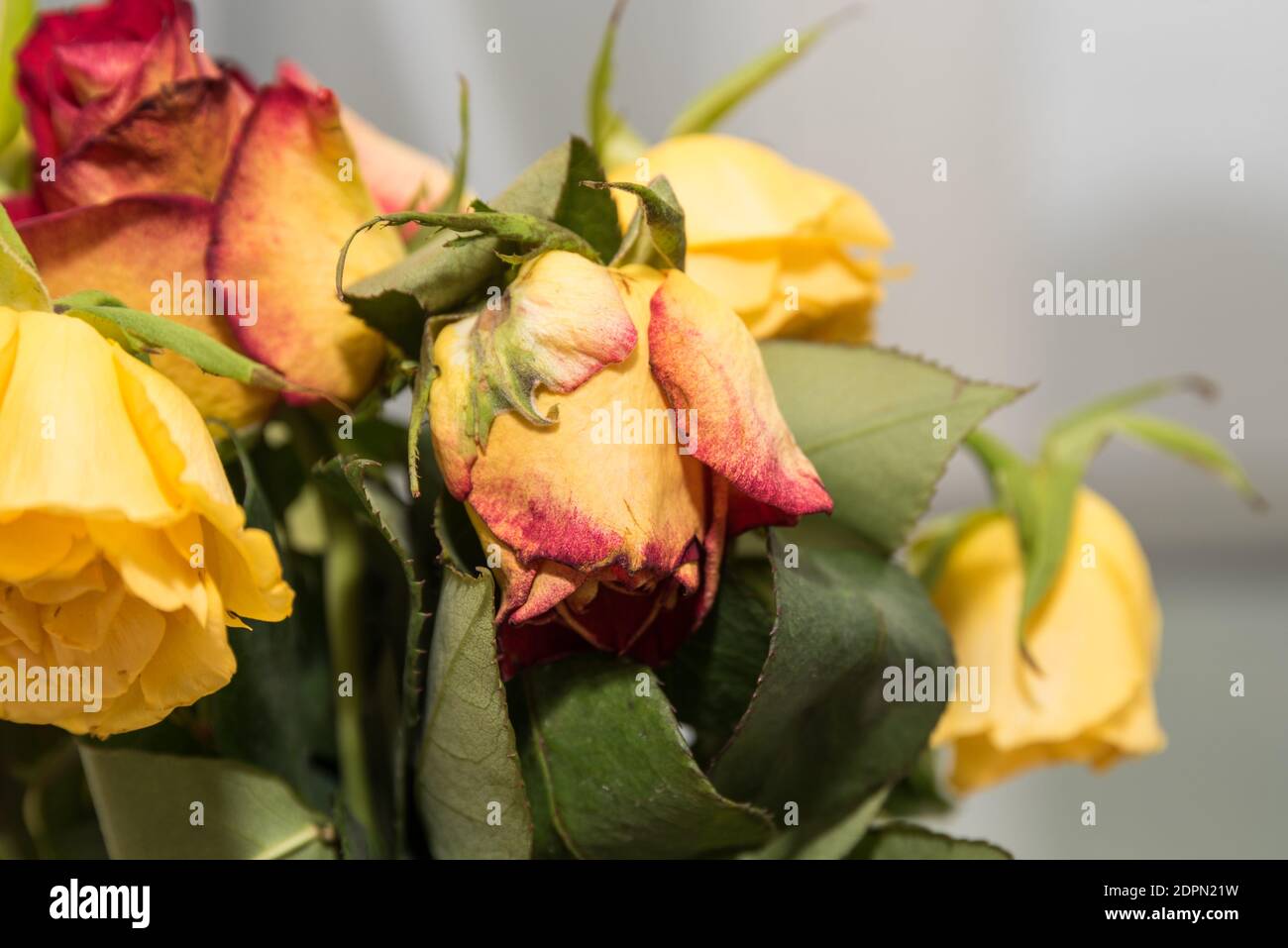 Bunch of wilting roses hi-res stock photography and images - Alamy