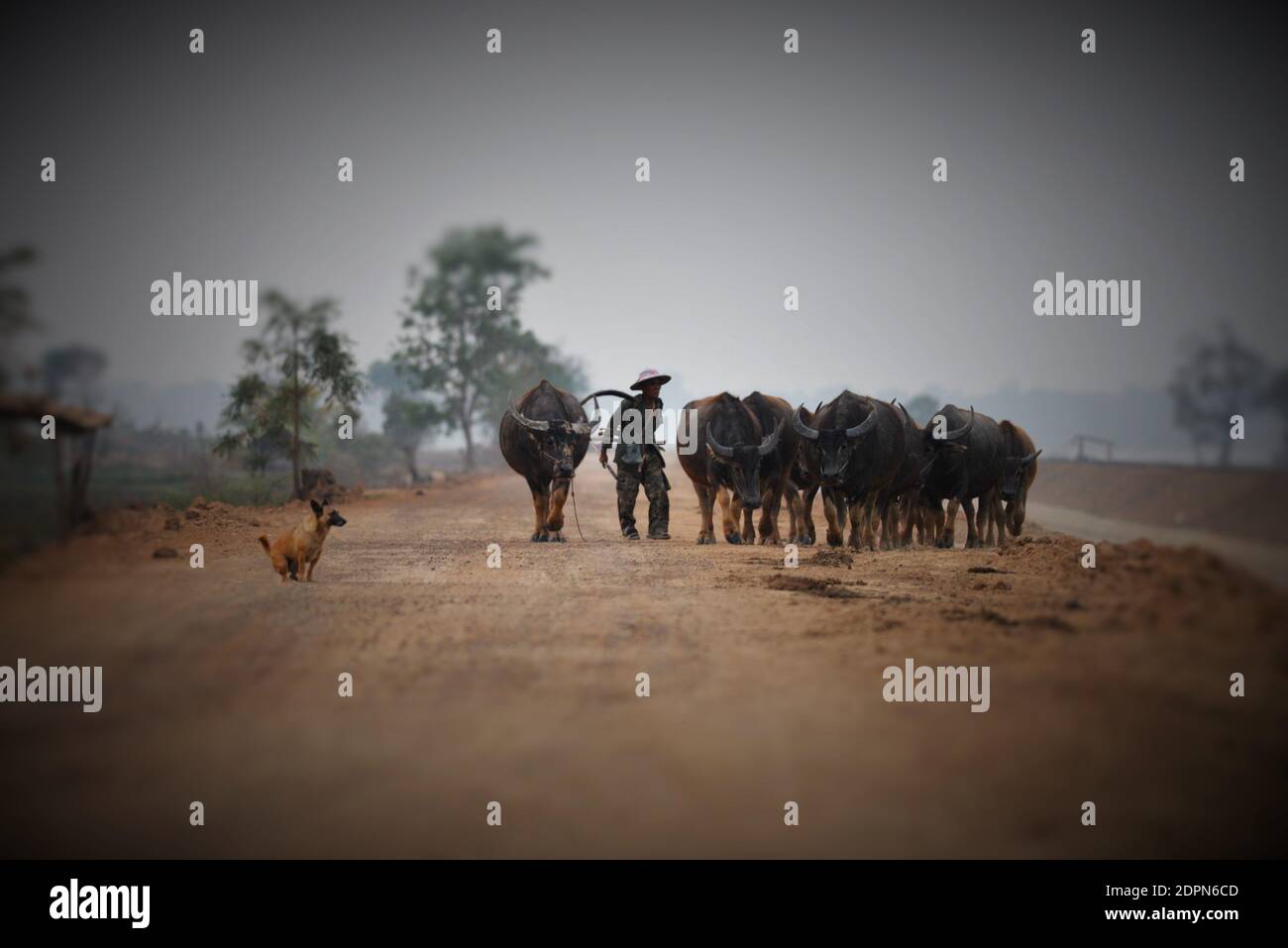 Indian men buffalo hi-res stock photography and images - Alamy