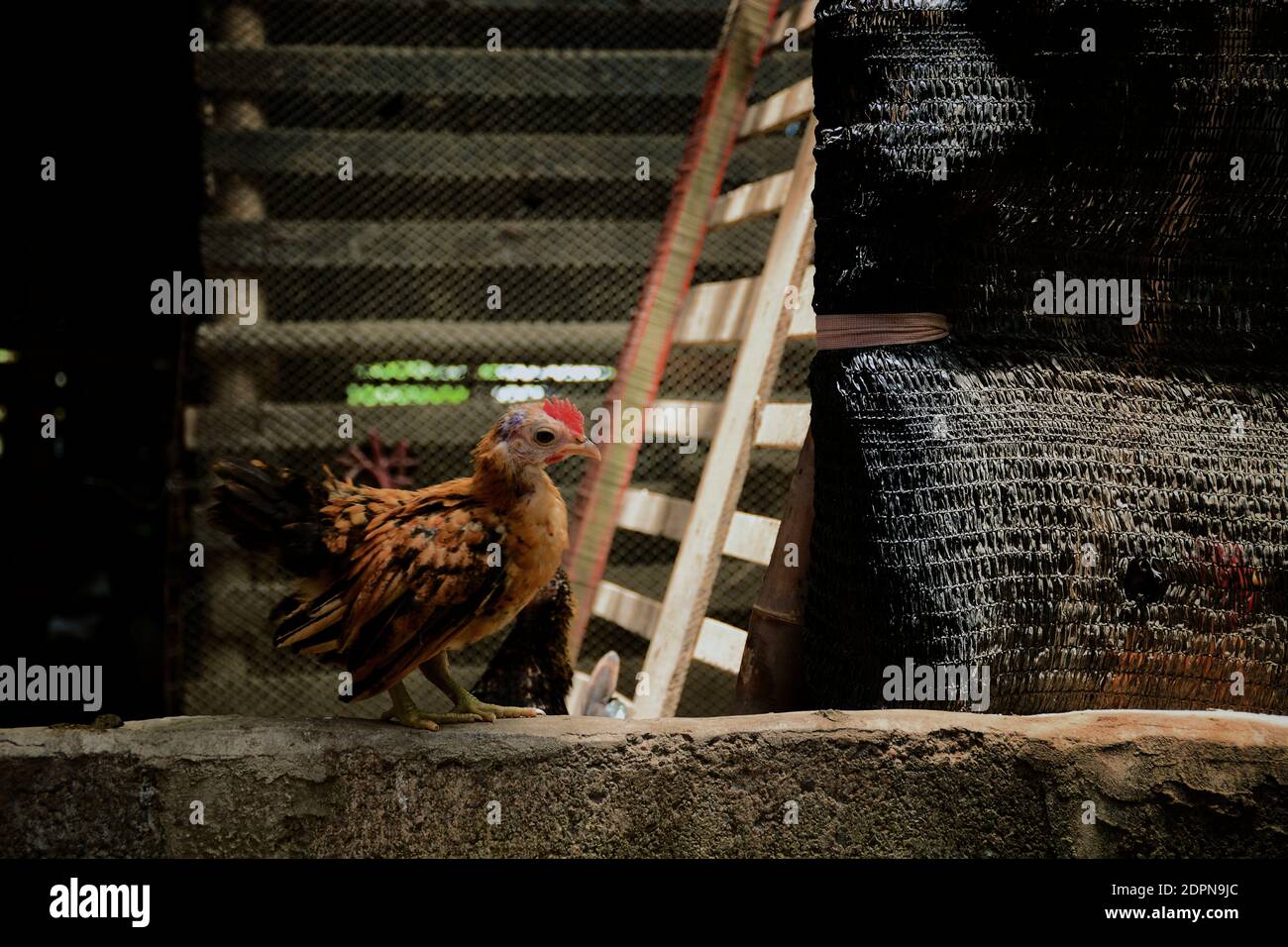 Dwarf chicken hi-res stock photography and images - Alamy