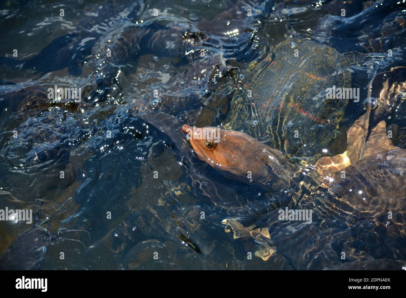 Florida softball hi-res stock photography and images - Alamy