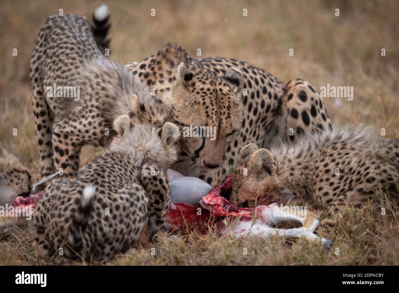 Cheetahs Eating