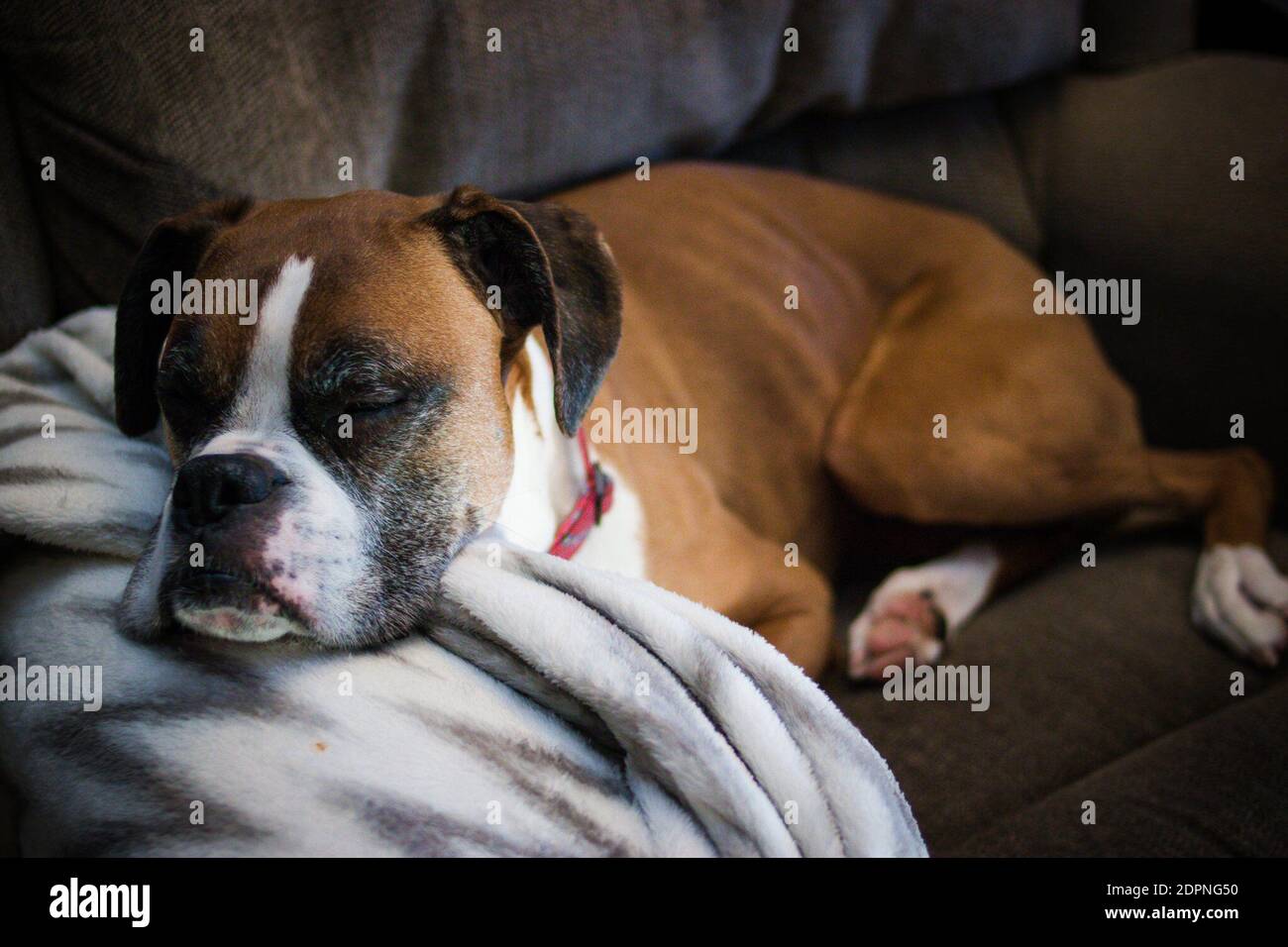 Boxer dog lying down on hi-res stock photography and images - Alamy