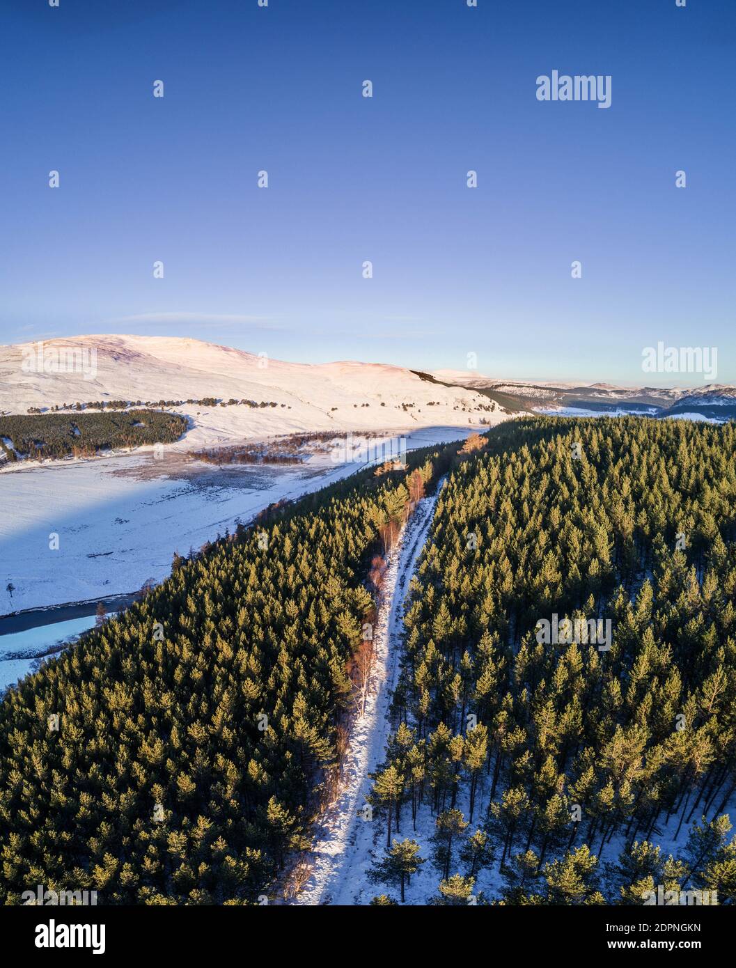 Scottish Pine Forest Stock Photo - Alamy