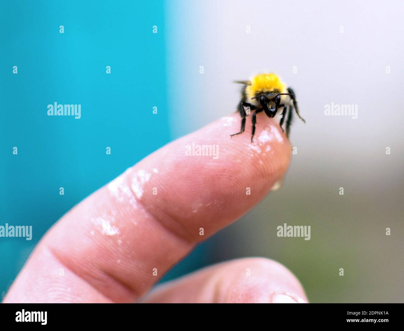 Bee body hi-res stock photography and images - Alamy