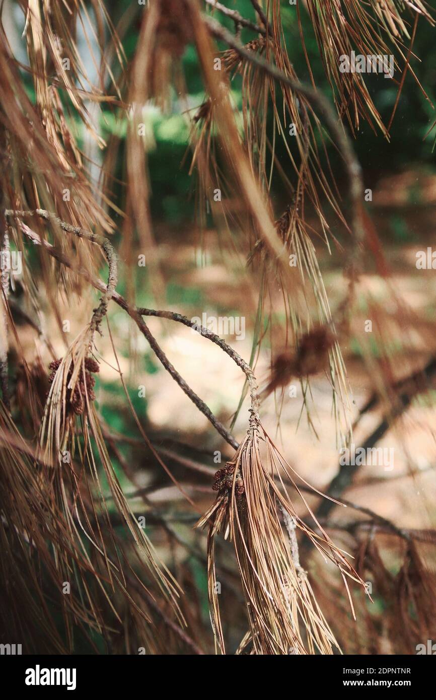 Dead crops united states hi-res stock photography and images - Alamy