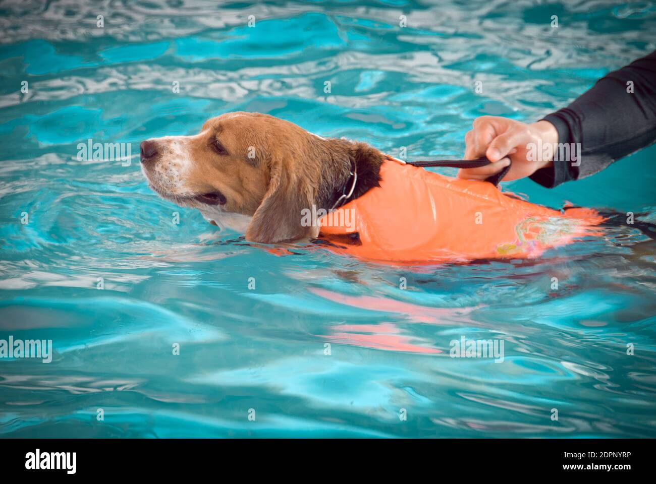 Does The Beagle Like To Swim
