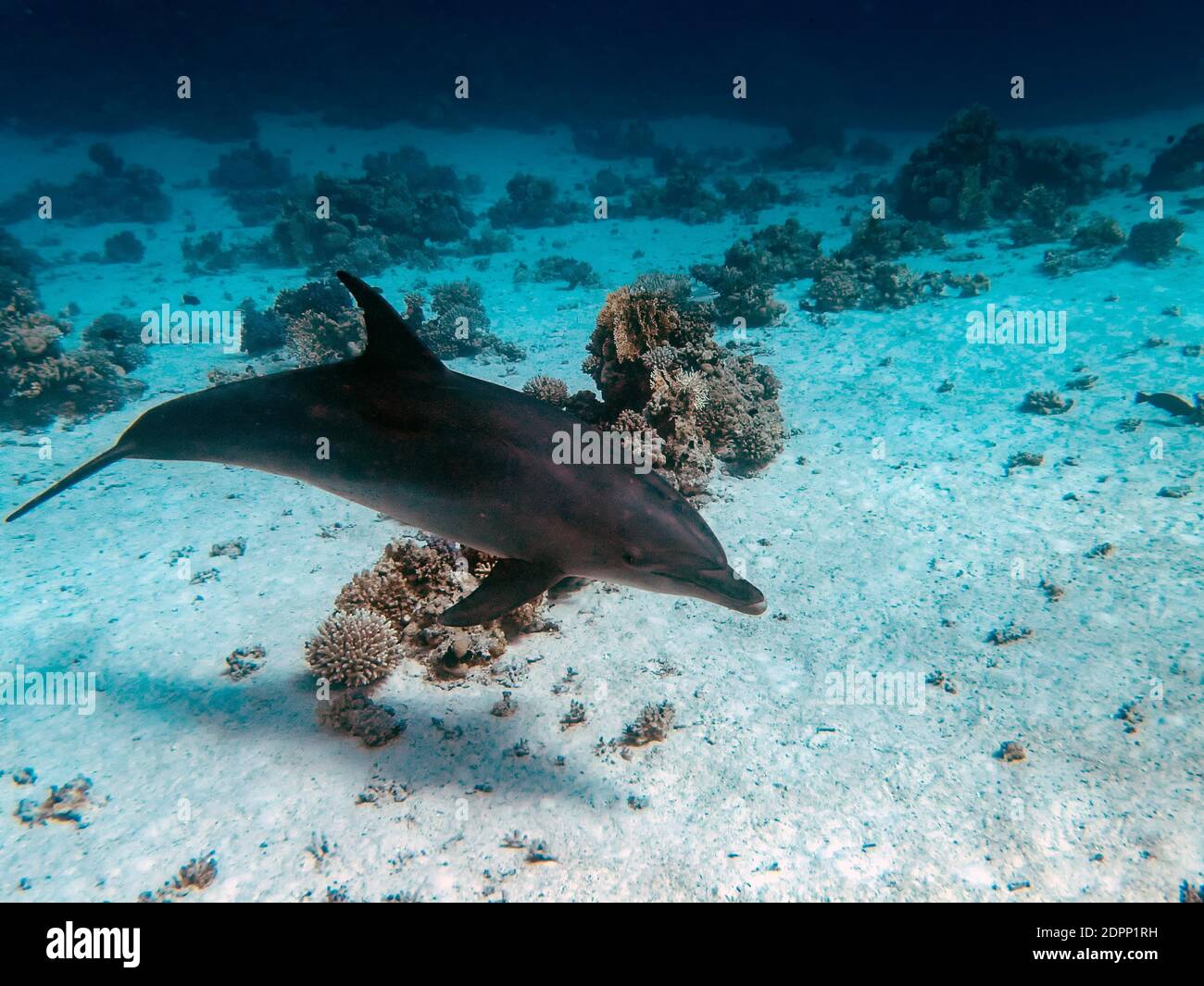 Underwater bottle nosed dolphin hi-res stock photography and images - Alamy