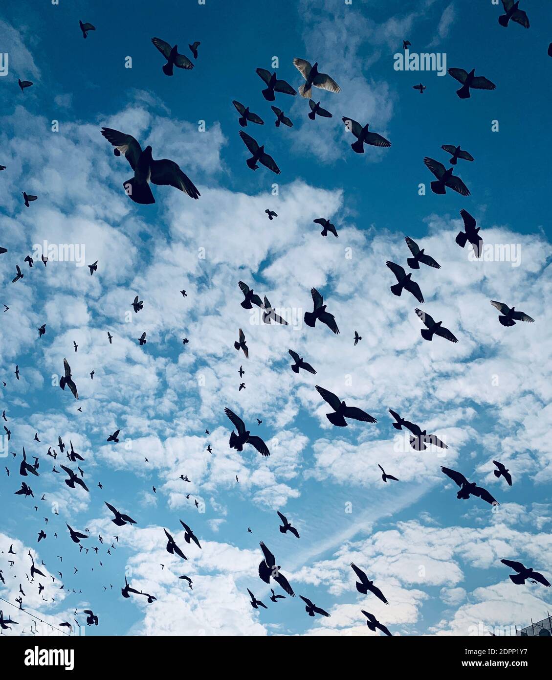 Pigeon flying below hi-res stock photography and images - Alamy