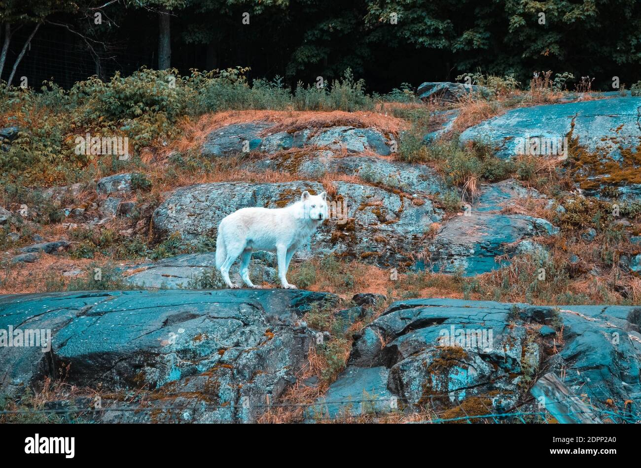 Canadian wolf hi-res stock photography and images - Alamy