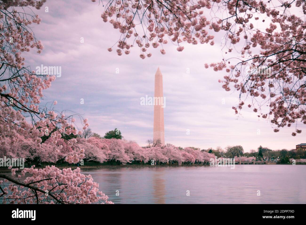 Cherry tree water surreal hi-res stock photography and images - Alamy