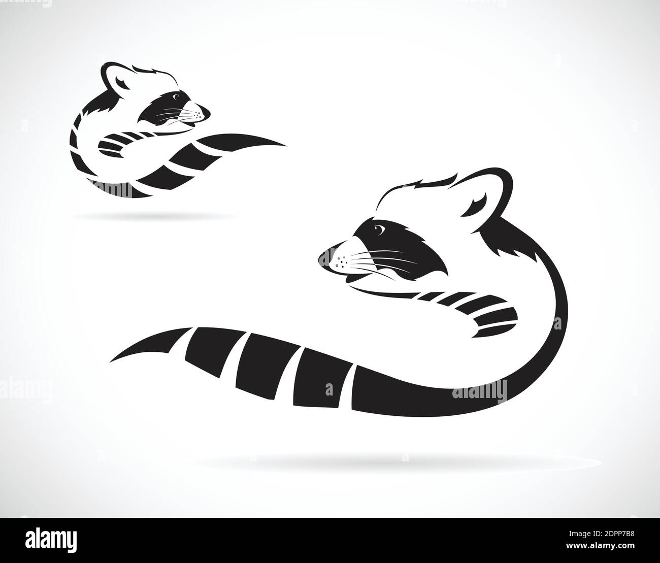 Vector of a raccoon on white background. Easy editable layered vector ...