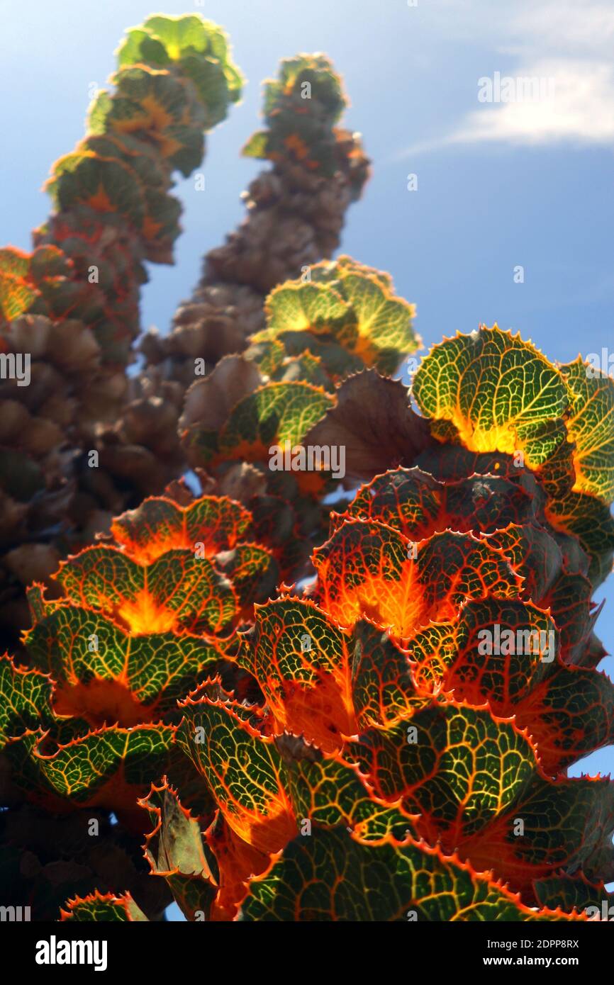 Wild colours of Royal Hakea (Hakea victoria), Fitzgerald River National ...