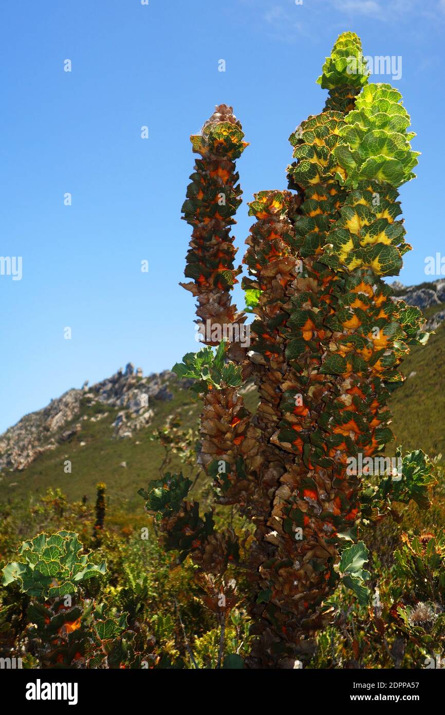 Royal Hakea (Hakea victoria) on the slopes of East Mt Barren ...