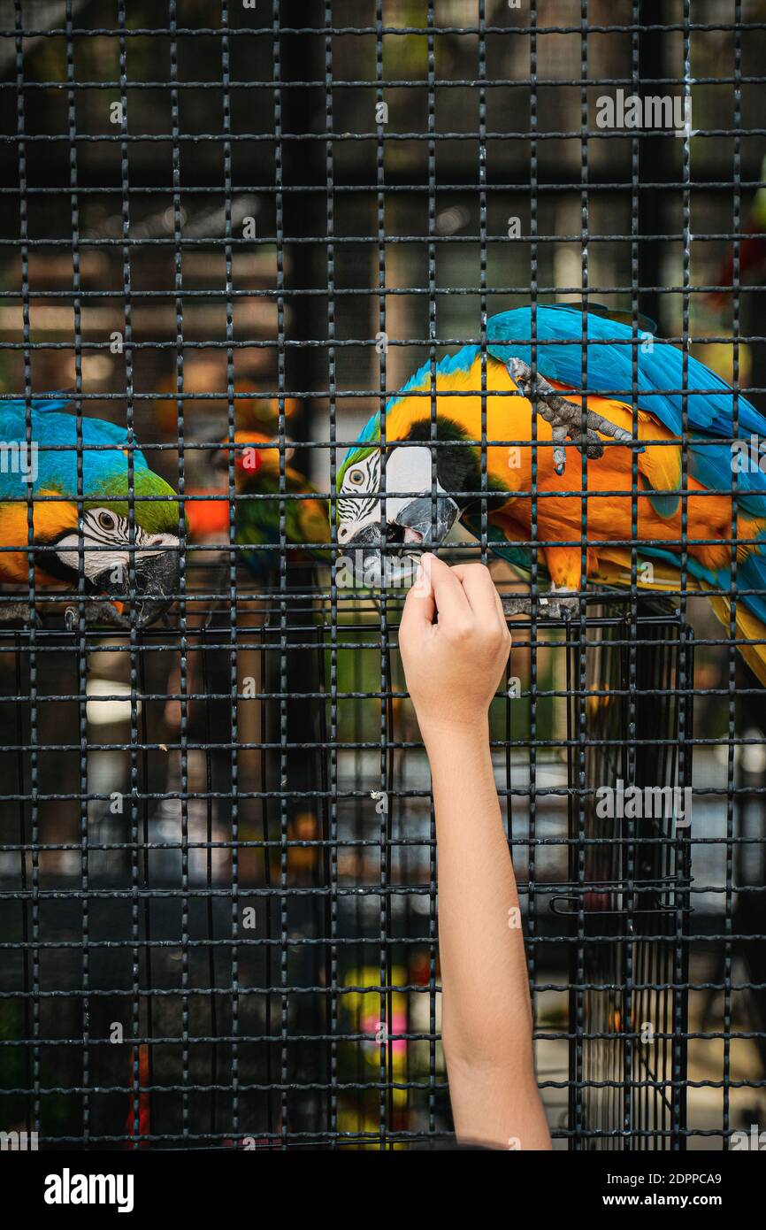 Hand with birdcage hi-res stock photography and images - Alamy