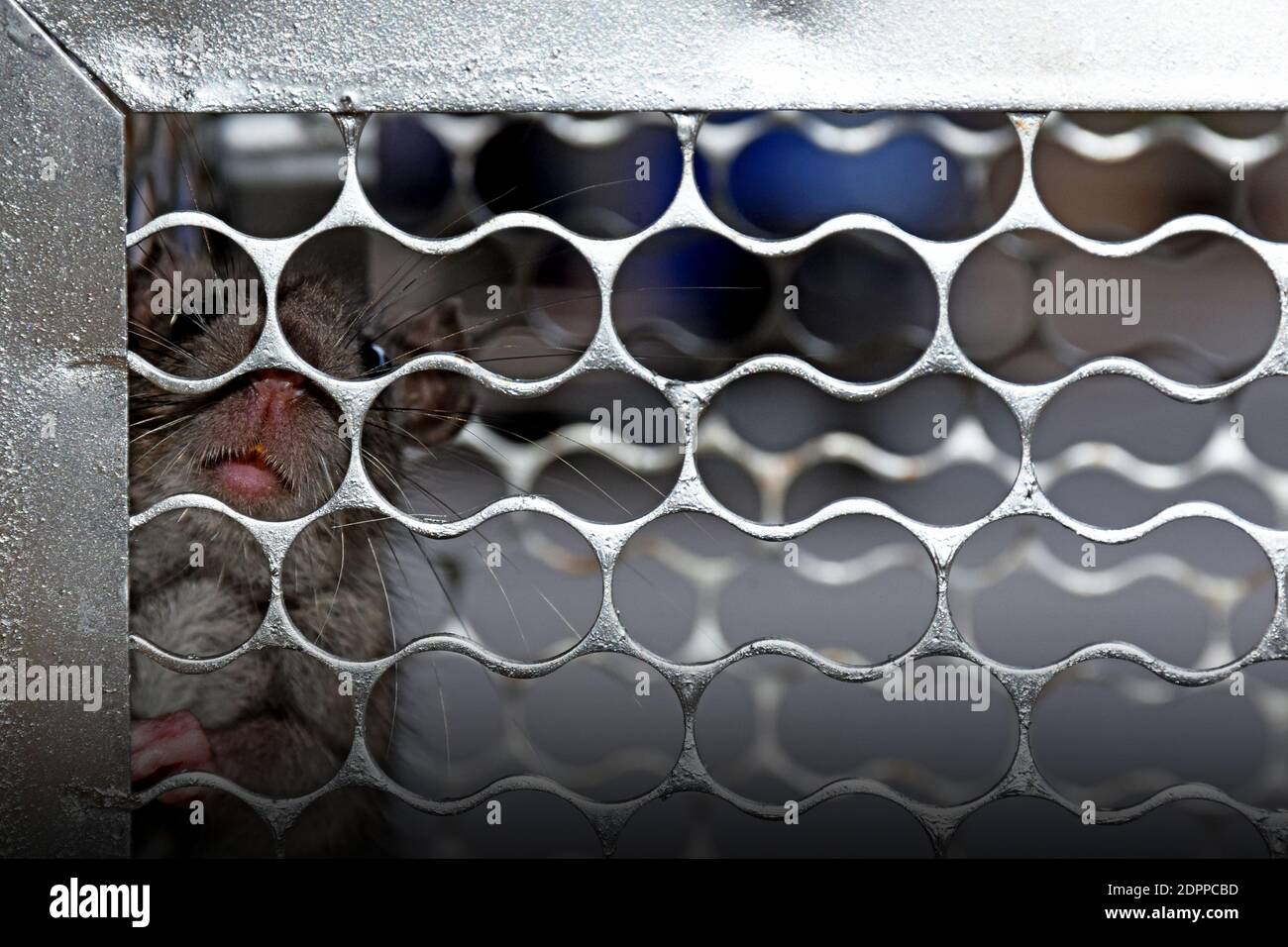 Animals made of metal hi-res stock photography and images - Alamy