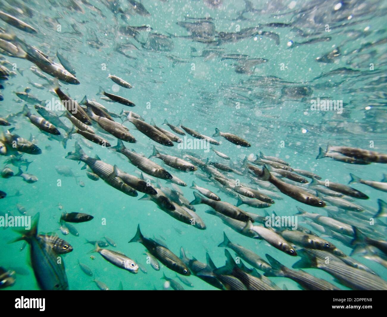 School Of Fish Swimming In Sea Stock Photo - Alamy