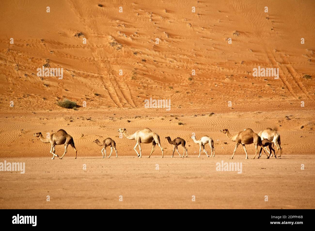 Semi desert animals hi-res stock photography and images - Alamy