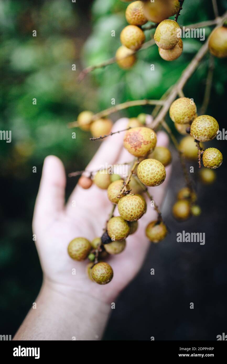 Hand touching fruits hi-res stock photography and images - Alamy