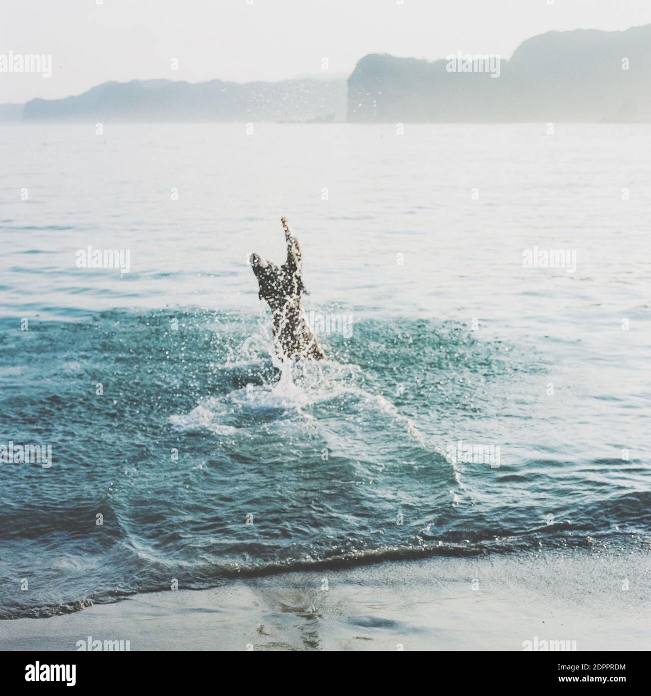 Fish tail fin hi-res stock photography and images - Alamy