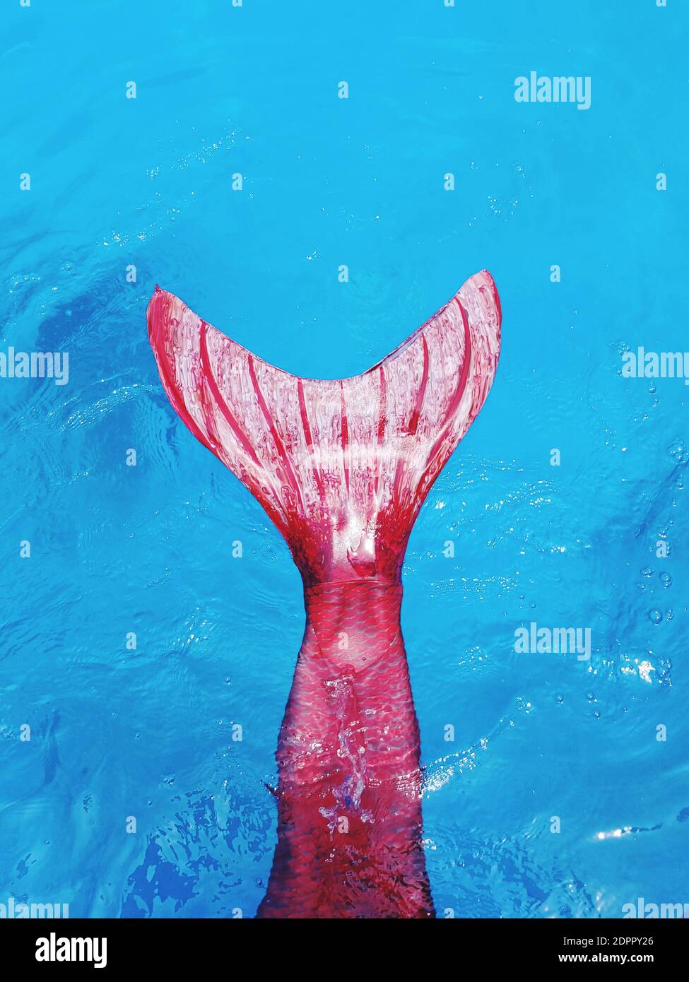 Mermaid tail swimming hi-res stock photography and images - Alamy