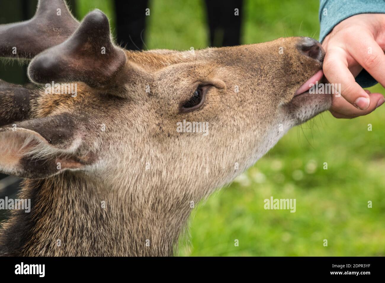 The woman petting cute young deer in Killarney National Park, near the ...
