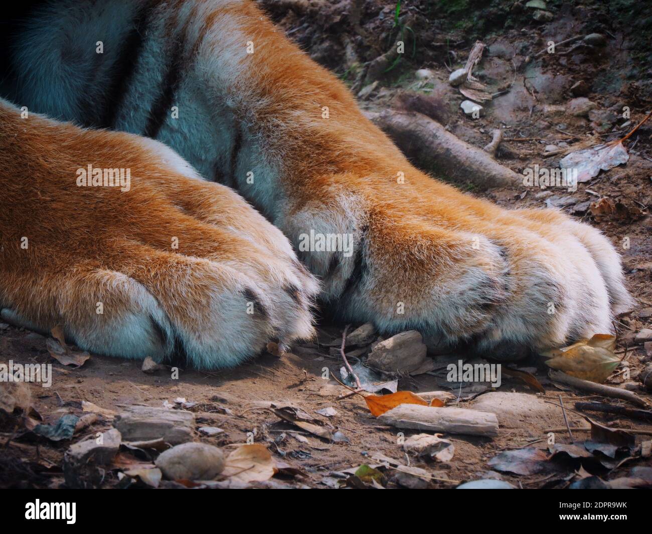 Tiger resting on paw hi-res stock photography and images - Alamy