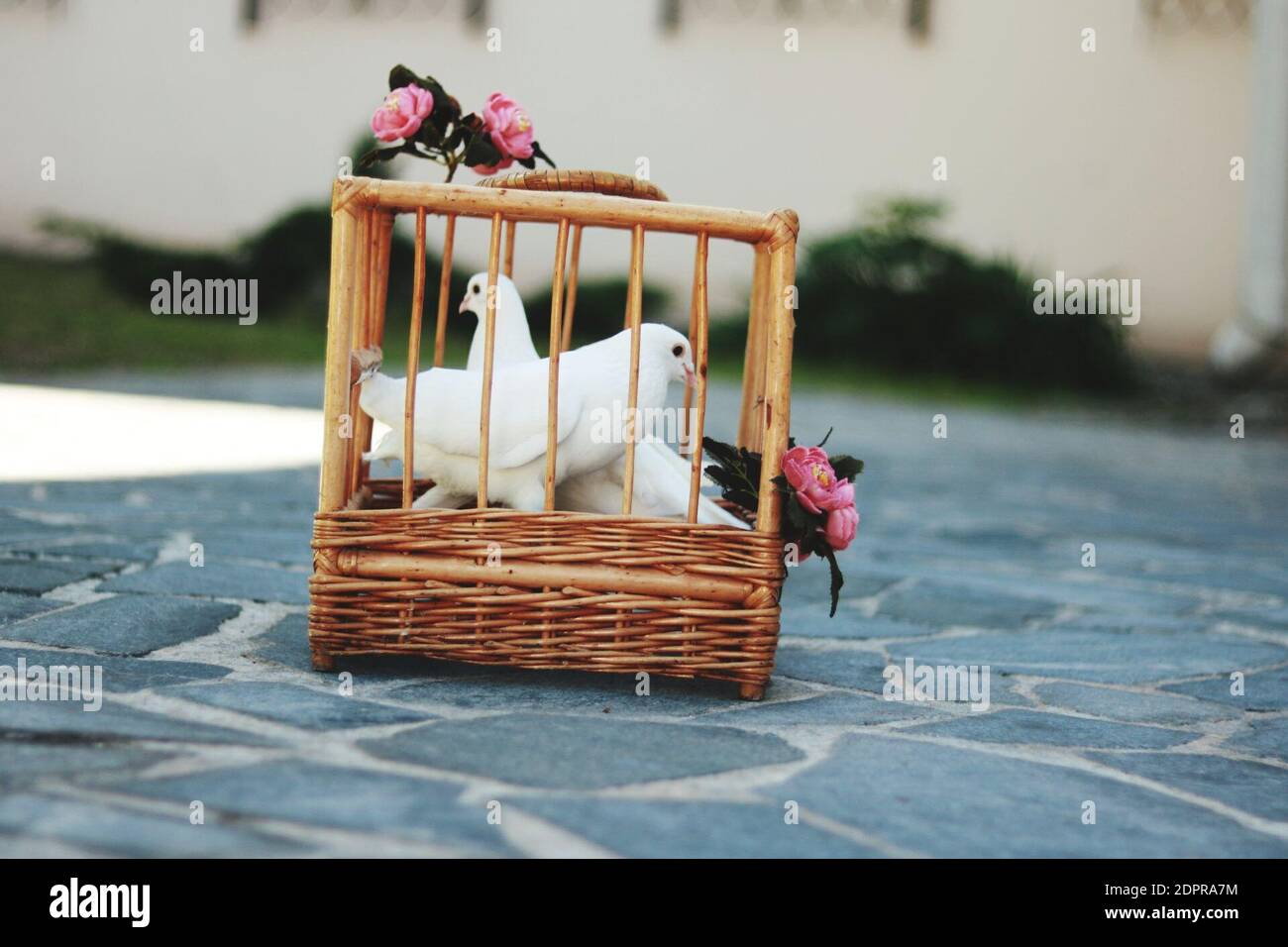 Wicker Cage High Resolution Stock Photography and Images - Alamy