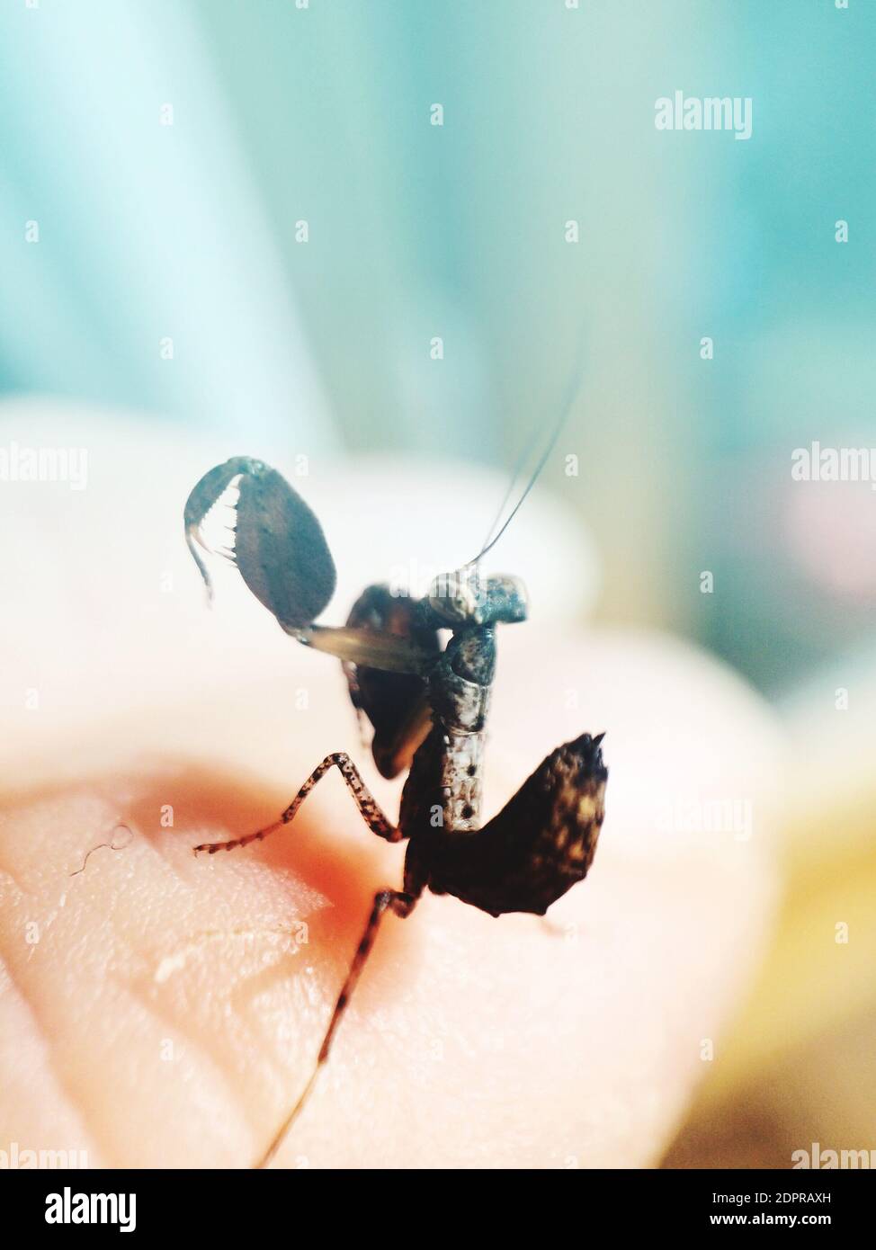 Mantis on human hand hi-res stock photography and images - Alamy
