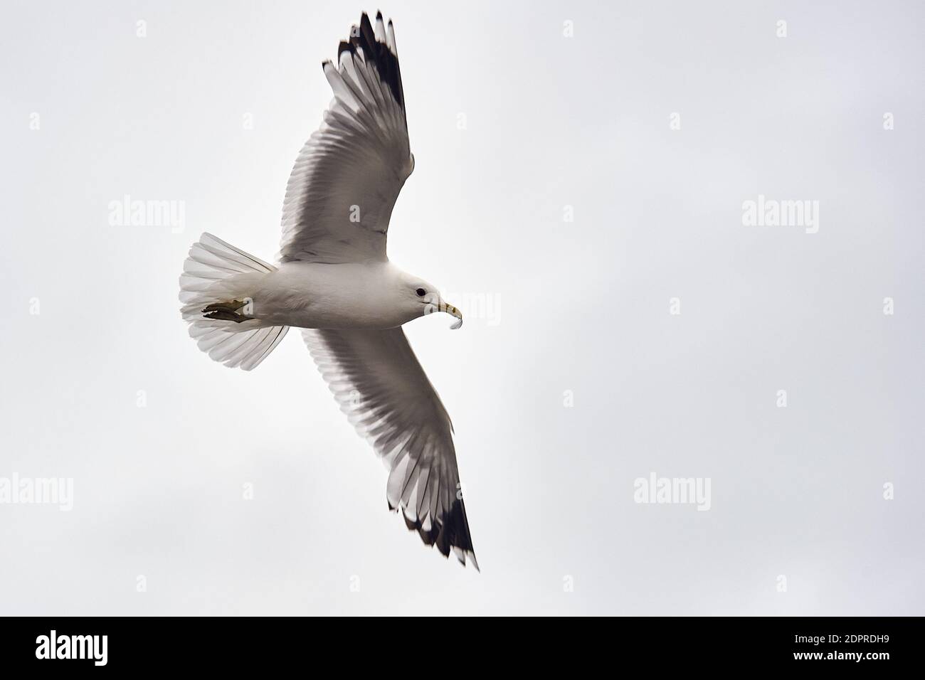 A seagull hovering in the air Stock Photo - Alamy