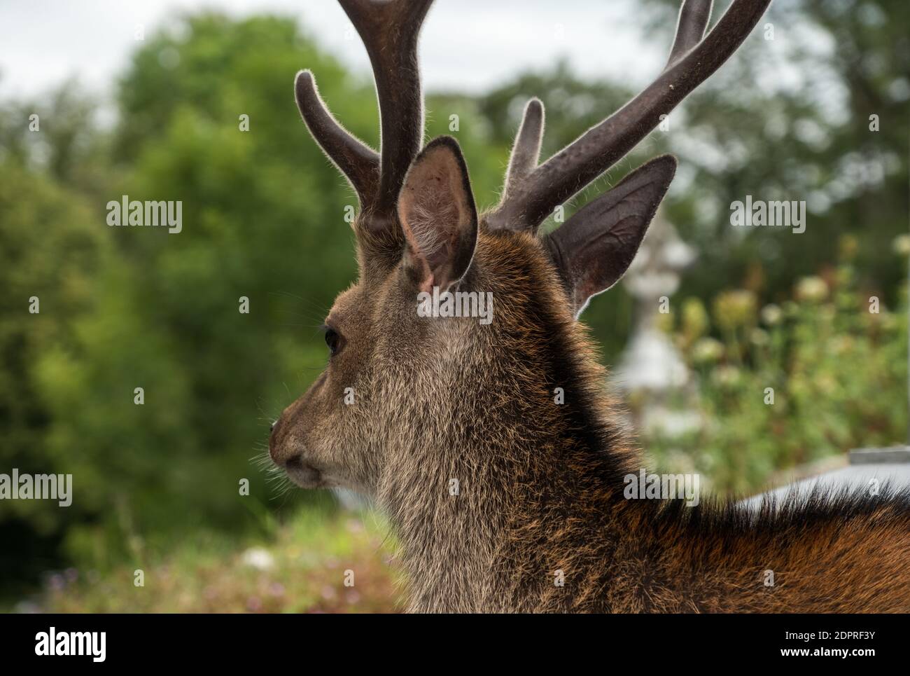 The young wild deer in Killarney National Park, near the town of ...