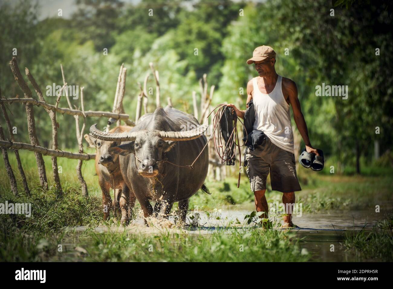 Indian men buffalo hi-res stock photography and images - Alamy