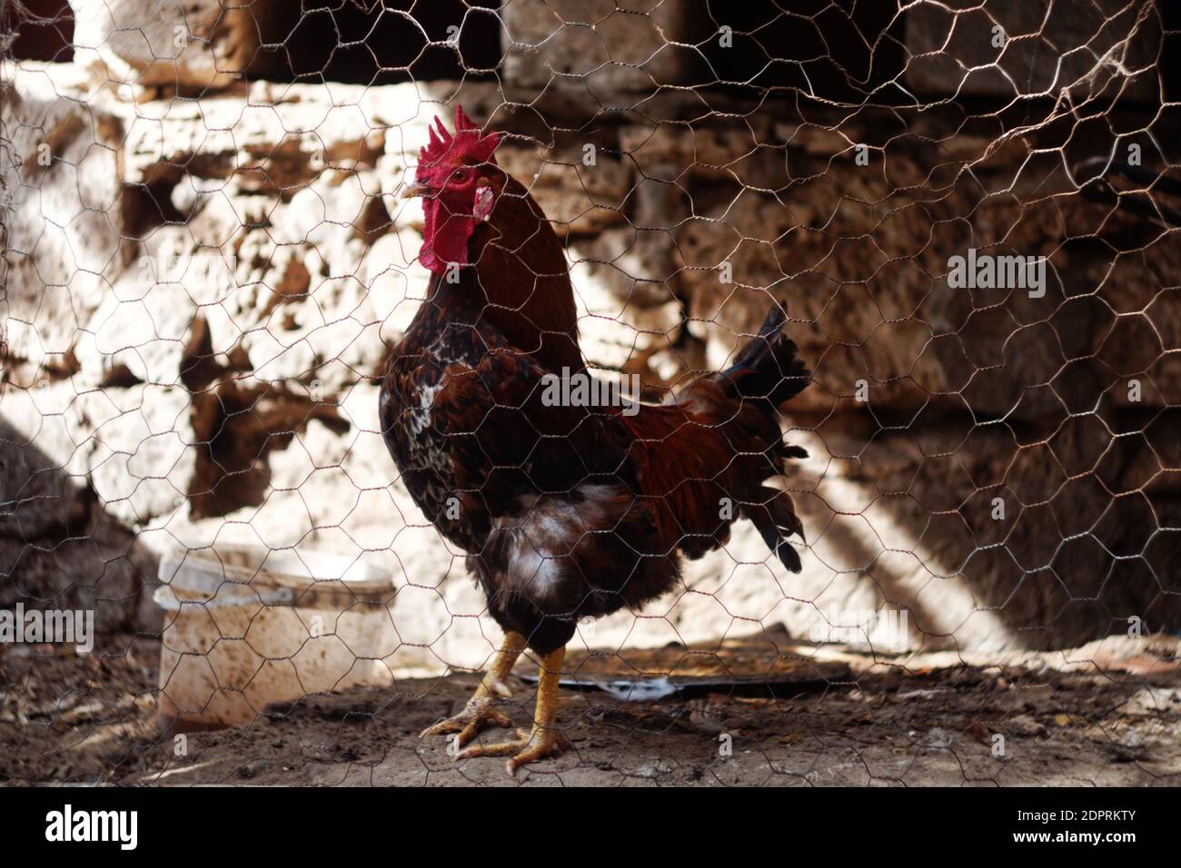 Close-up Of Rooster In Cage Stock Photo - Alamy