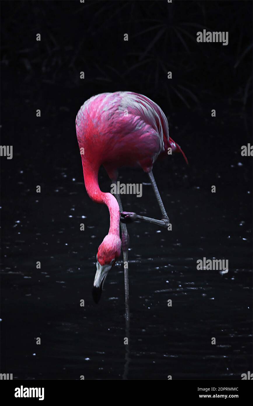 Scratching at its neck hi-res stock photography and images - Alamy