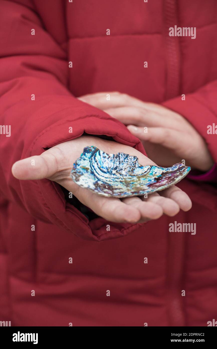 Abalone shell close up hi-res stock photography and images - Alamy