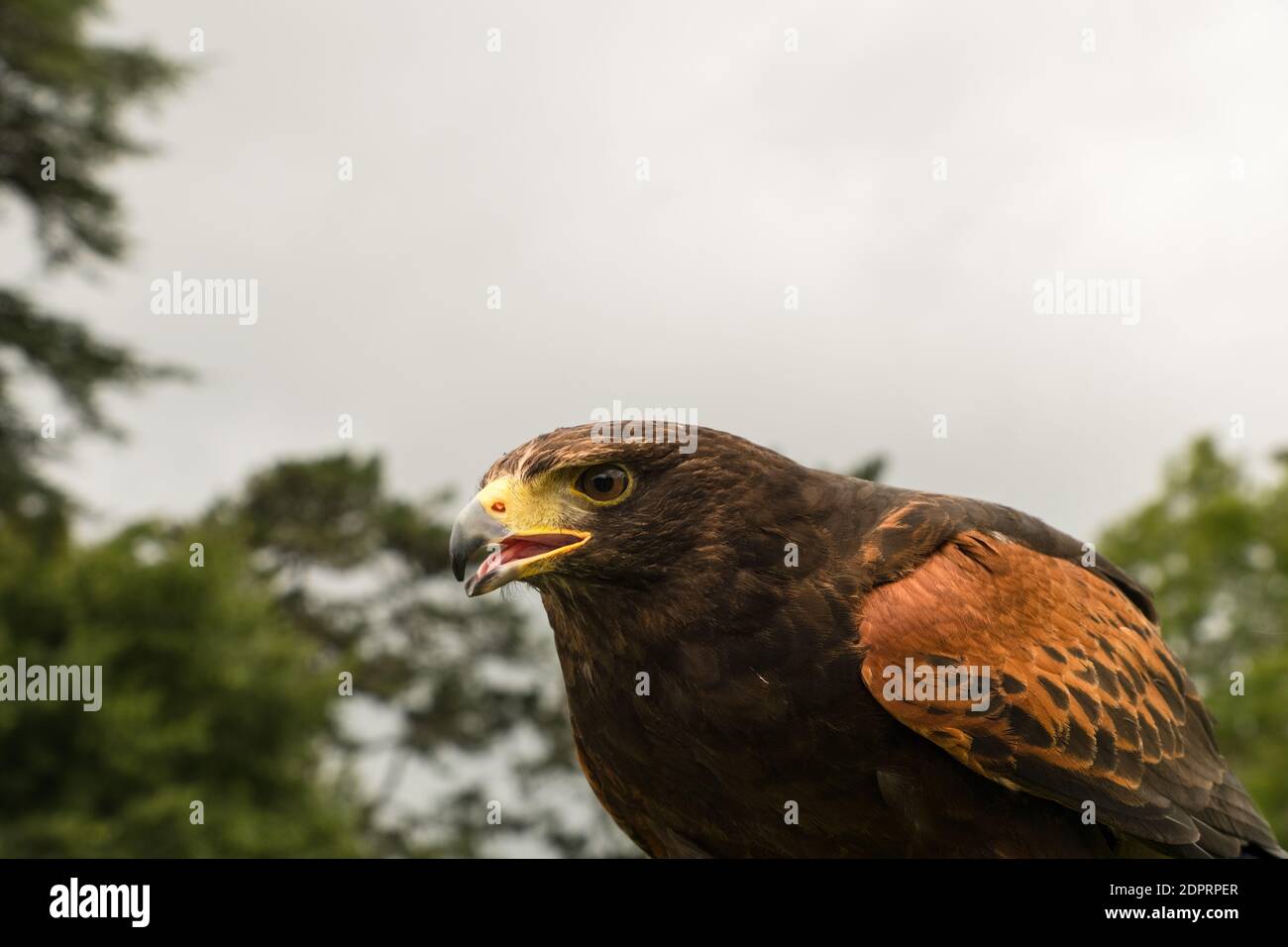 Peregrine falcon is undoubtedly one of Ireland's most impressive birds ...